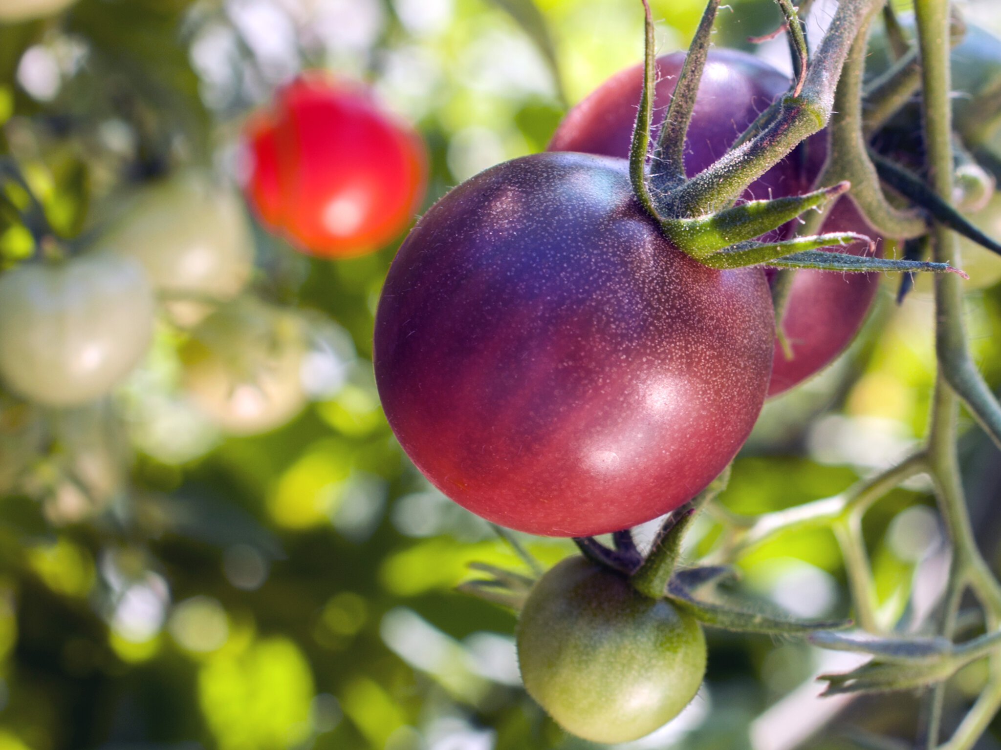 30 Types of Tomatoes [Exploring Different Varieties] – Samsung Food