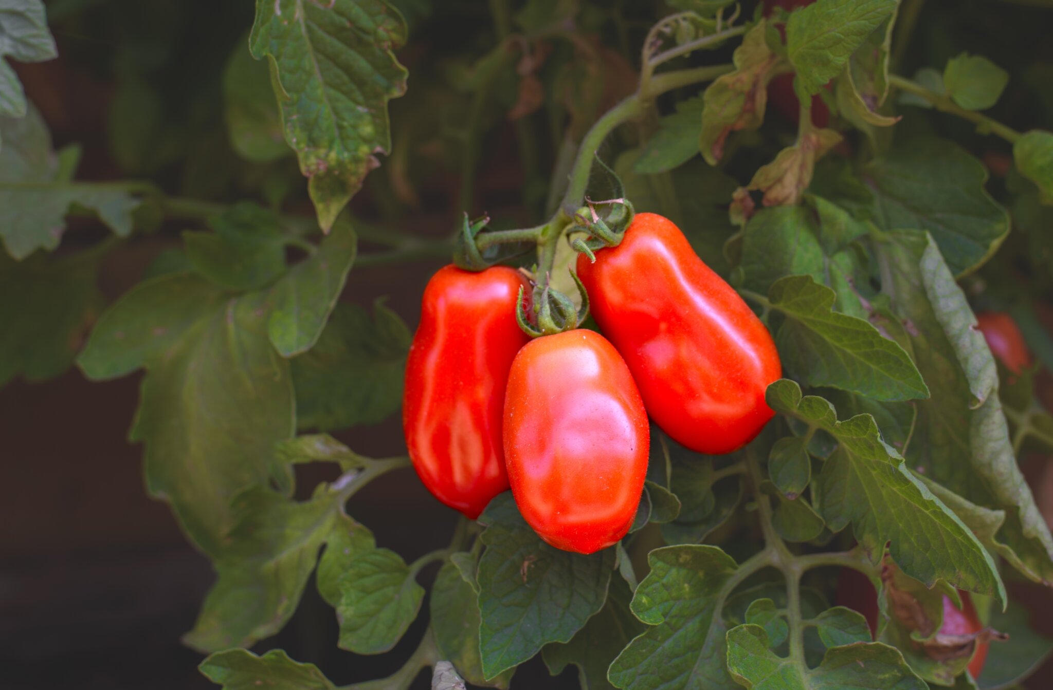 30 Types of Tomatoes [Exploring Different Varieties] – Samsung Food