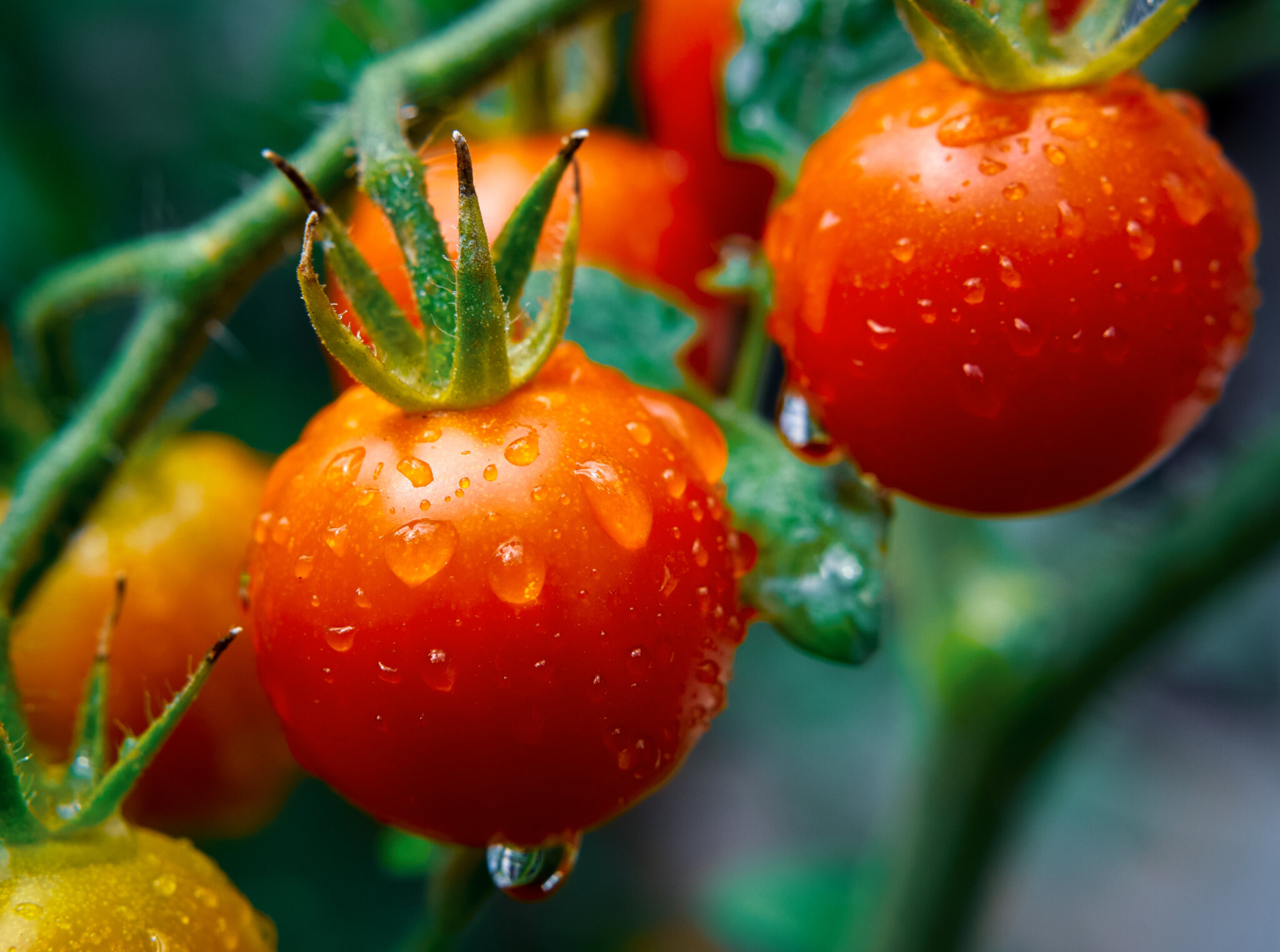 30 Types of Tomatoes [Exploring Different Varieties] – Samsung Food
