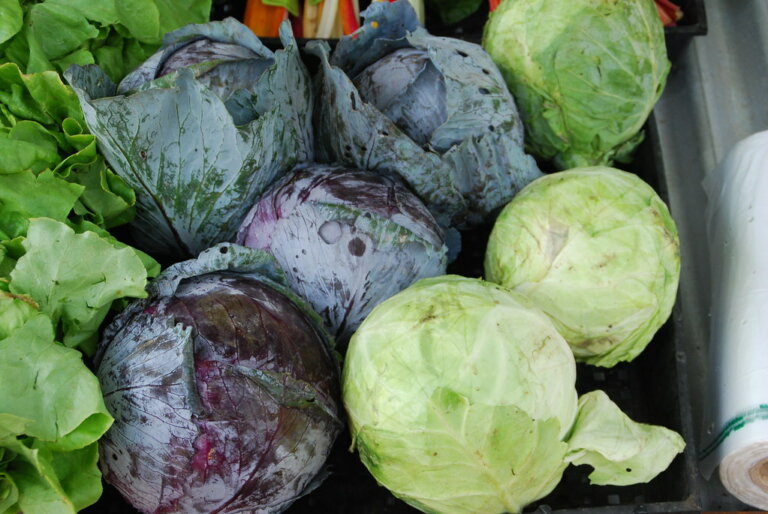 27 Types of Cabbage [Classic to Exotic Varieties] – Samsung Food