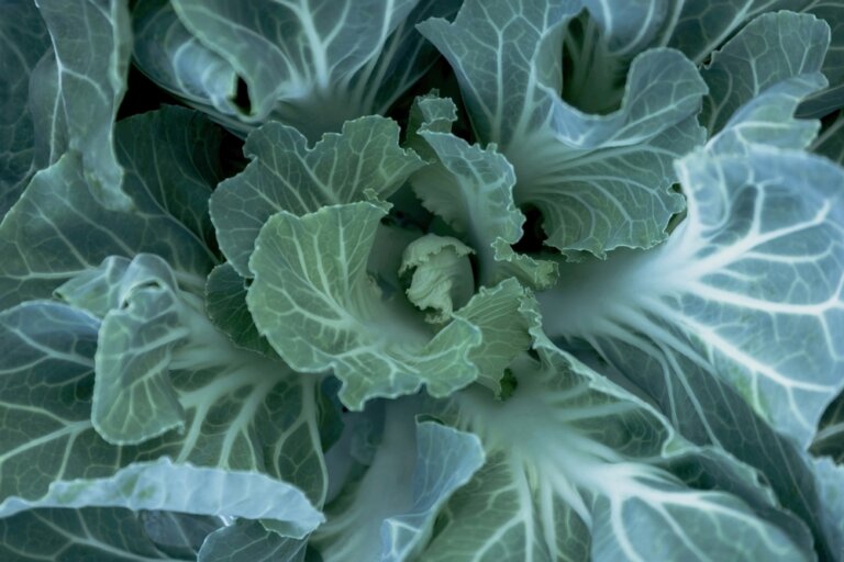 27 Types of Cabbage [Classic to Exotic Varieties] – Samsung Food