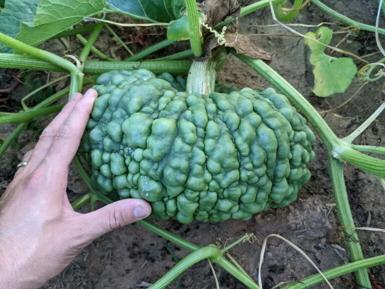 40 Different Types of Squash [from A-Z] – Samsung Food