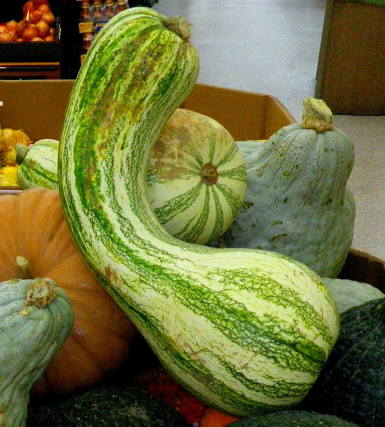 40 Different Types of Squash [from A-Z] – Samsung Food