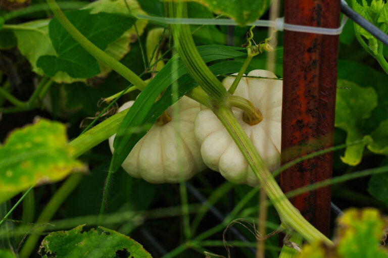 40 Different Types of Squash [from A-Z] – Samsung Food