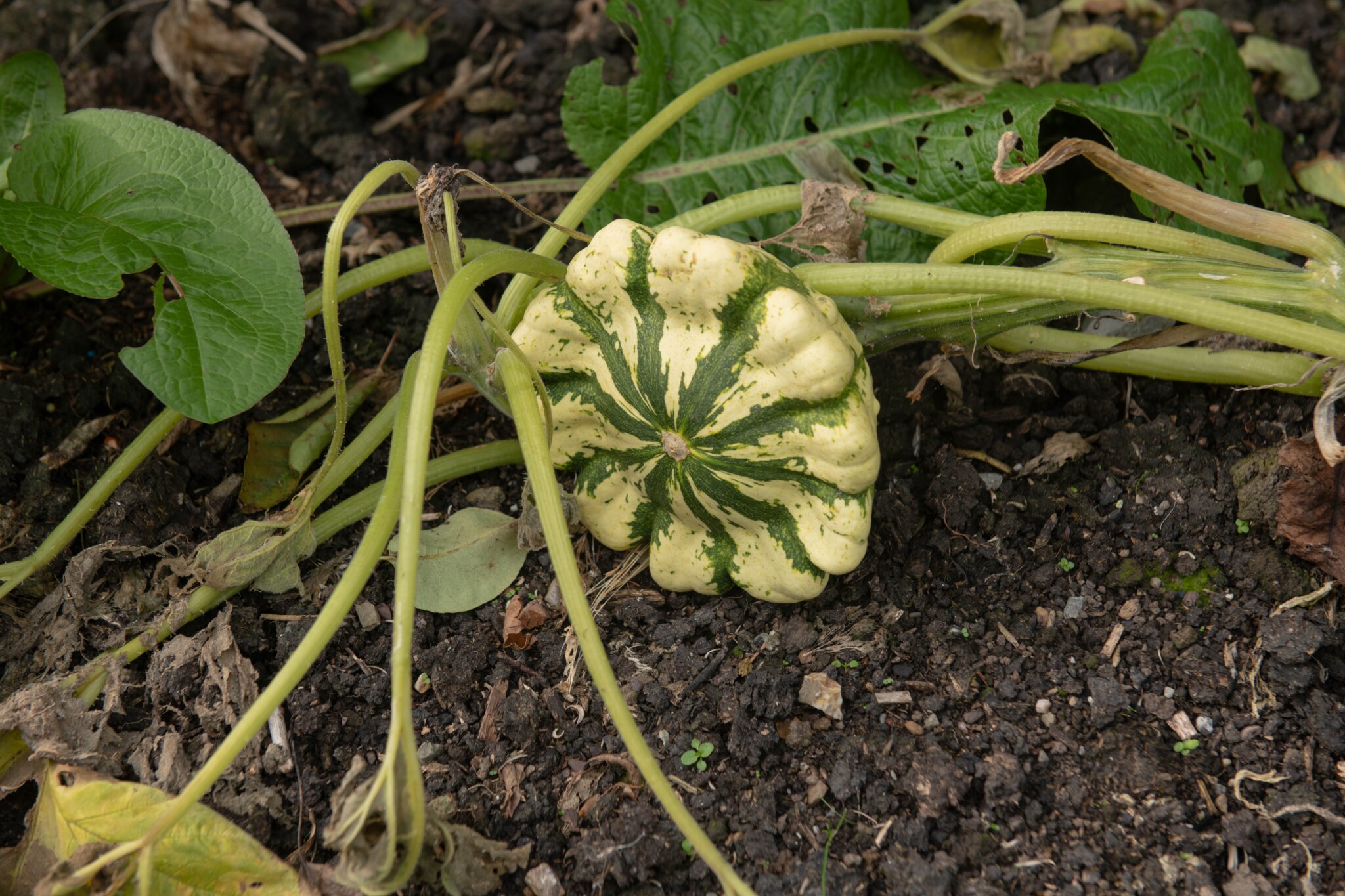 40 Different Types of Squash [from A-Z] – Samsung Food