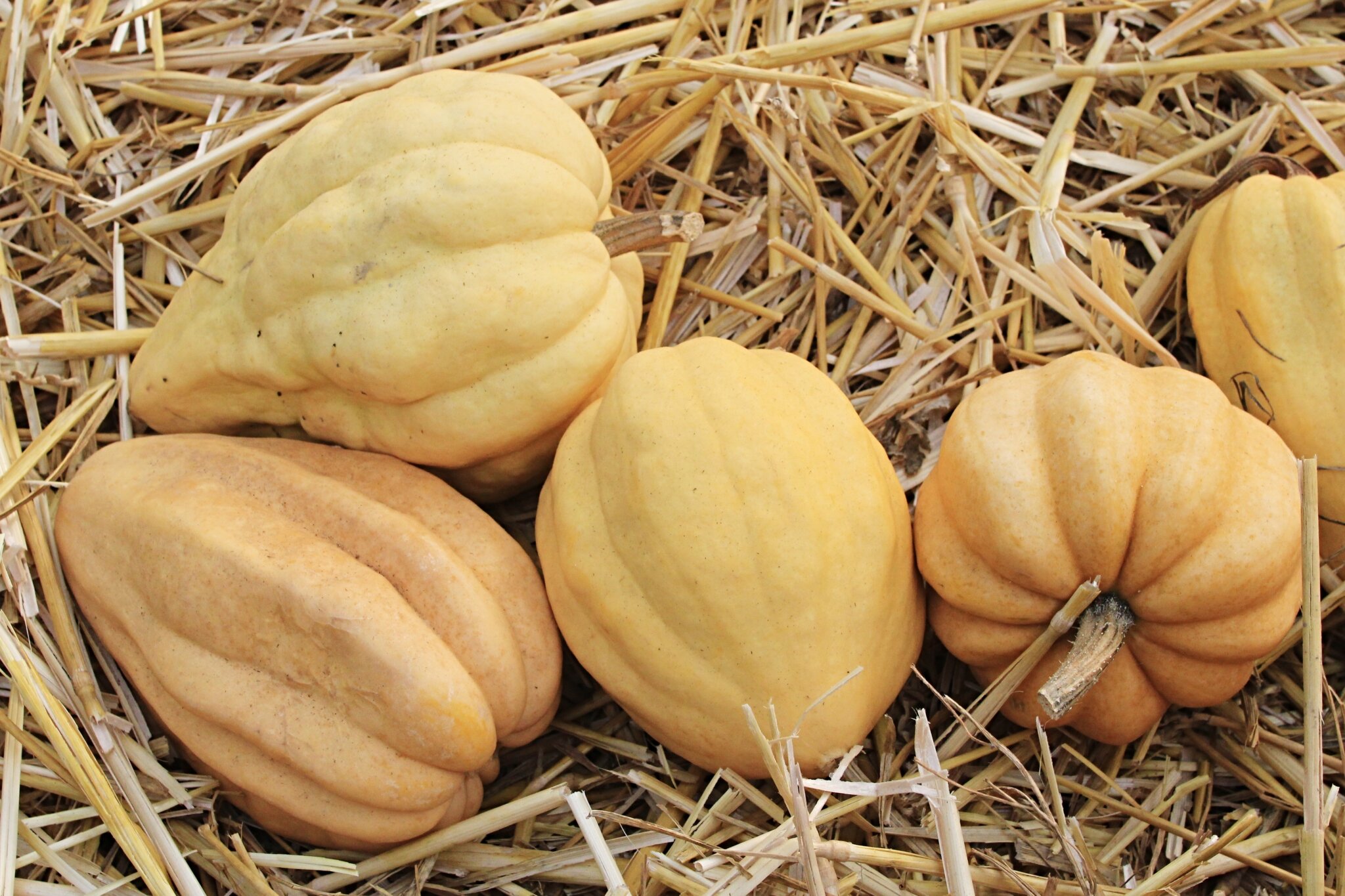 40 Different Types of Squash [from A-Z] – Samsung Food