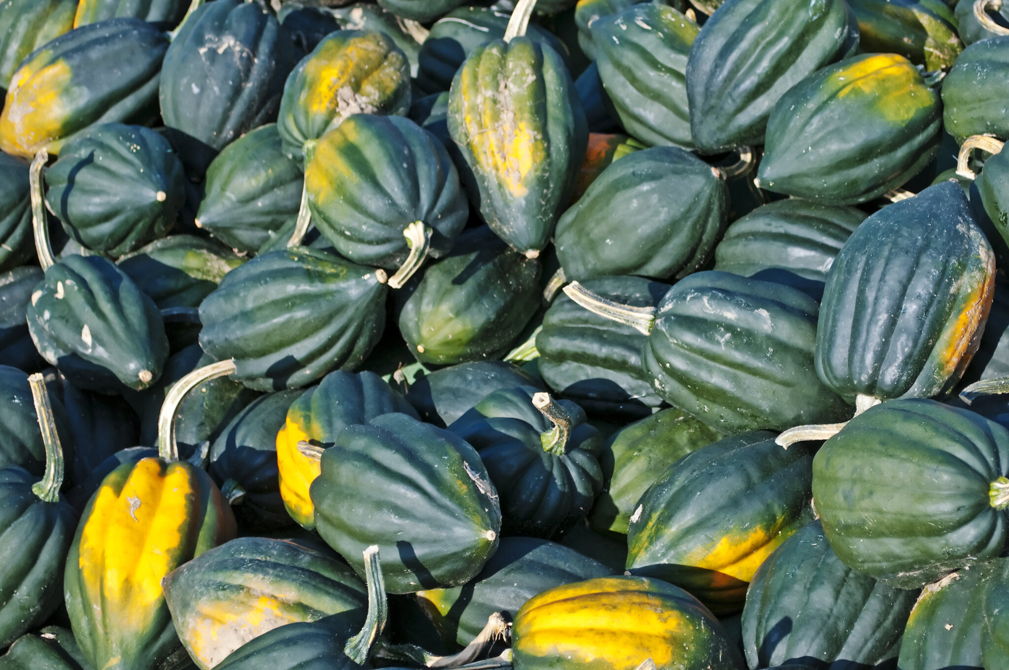 40 Different Types of Squash [from A-Z] – Samsung Food